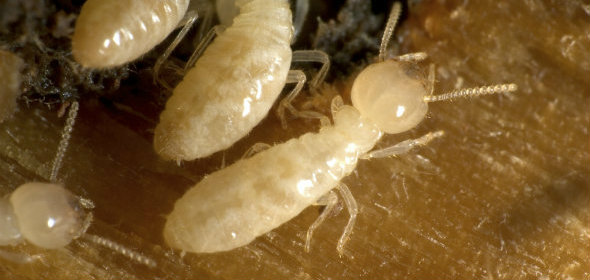 Signs of Termites in Your Indianapolis Home 101 From Smithereen ...
