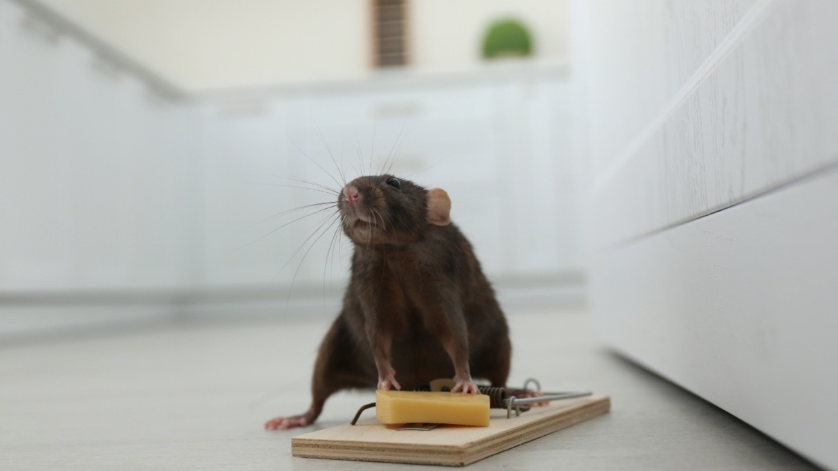 Rodent Control in Indianapolis Rodent Control in Indianapolis: Why You ...
