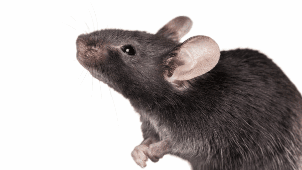 Rodent Control in Indianapolis