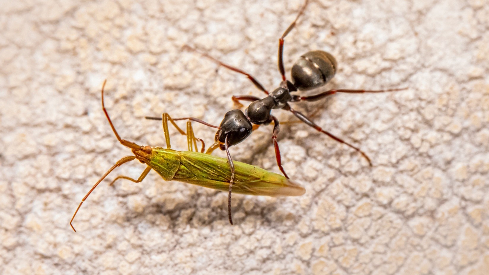 Smithereen | Pest Control in Kansas City | Why Do Ants Keep Coming Back ...